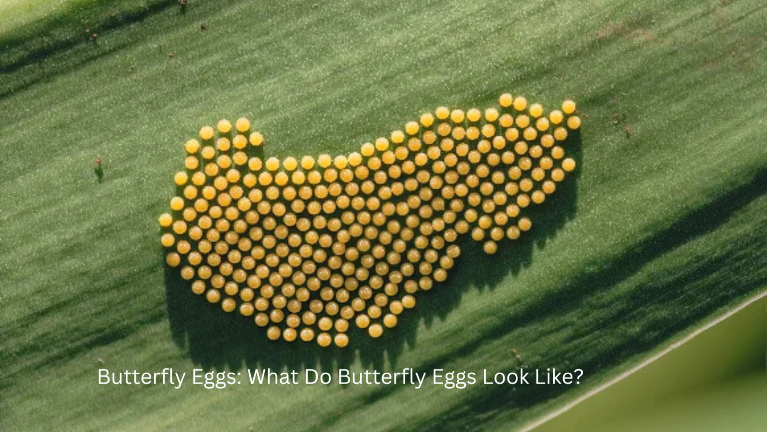 Butterfly Eggs: What Do Butterfly Eggs Look Like? - Feathered Mates